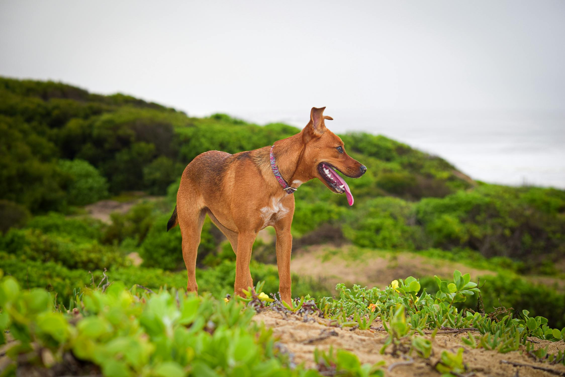 How to Stop a Dog in Heat from Bleeding: 5 Vet-Approved Easy Fixes ...